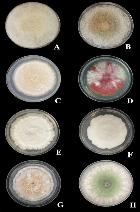 Colony View On Pda Of Fungal Isolates A Globisporangium Ultimum B