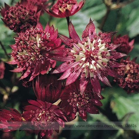 20 Astrantia Major Hybrida Ruby Cloud Hattie S Pincushion Flower Fresh