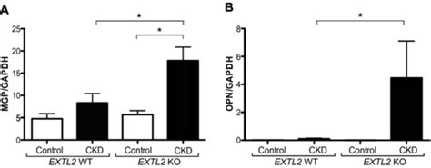 Enhancement Of Bone Matrix Components In Extl2 Ko Mice Aorta A And B