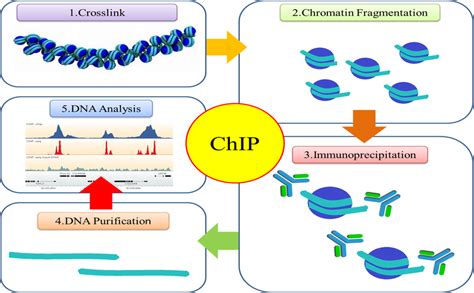 Overview Of A Chip Experiment Formaldehyde Is Used To Cross Link Download Scientific Diagram