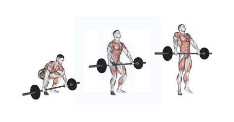 Dumbbell Seated Bicep Curl Guide Benefits And Form