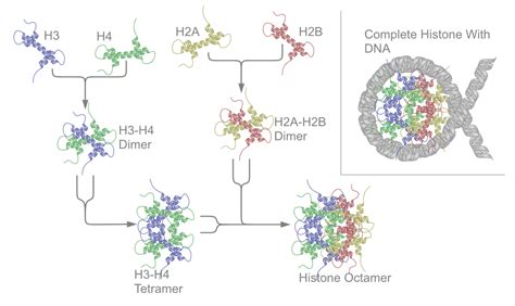 Nucleosome Wikidoc