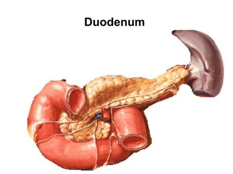 Anatomical And Functional Variations Of Duodenum Ppt