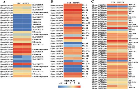 Figure 6 From Transcriptomic And Metabolomic Analyses Reveal The Key
