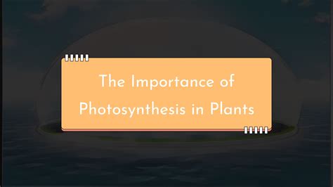 The Importance Of Photosynthesis In Plants Animated Video By Cartoon Collector Mango Animate