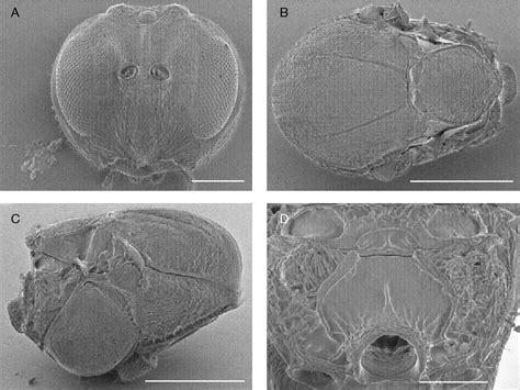 Figure 2 From Cynipidae Associated With Quercus Collected In Corsica With The Description Of A