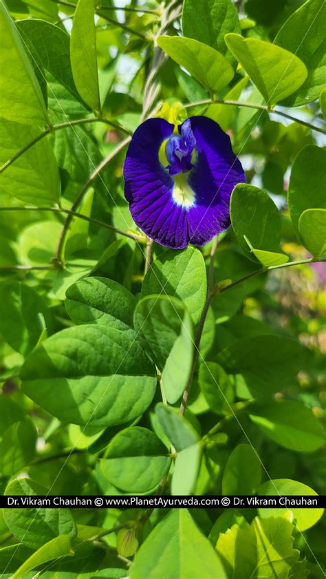 Clitoria Ternatea Medicinal Uses