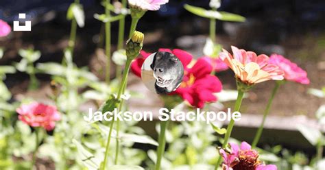 Jackson Stackpole Jacksooon Unsplash Photo Community