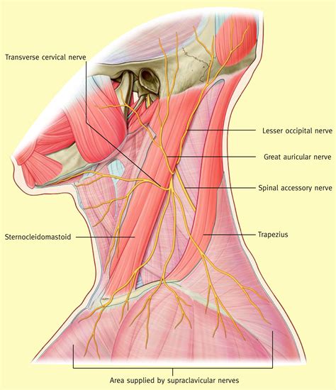 Supraclavicular Muscle Anatomy Pmvg