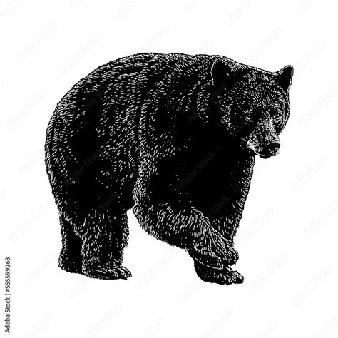 North American Black Bear Hand Drawing Vector Illustration Isolated On Background Stock Vector