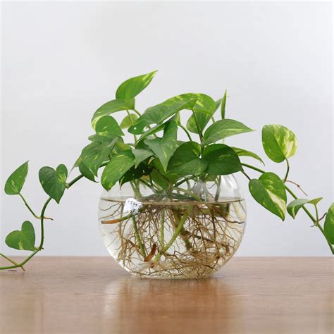How To Propagate Pothos Plants A Simple How To Guide
