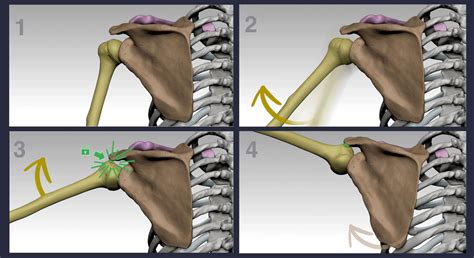 Shoulder Bony Landmarks Anatomy For Sculptors