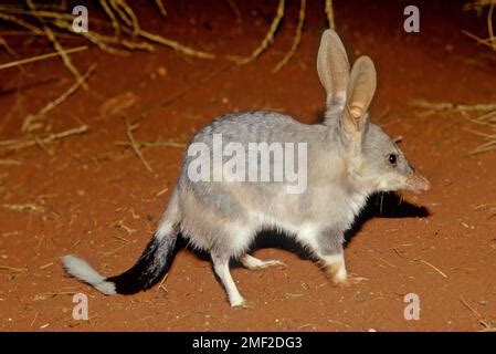 Macrotis Is A Genus Of Desert Dwelling Marsupial Omnivores Known As