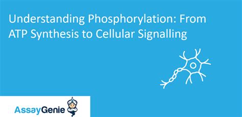 Understanding Phosphorylation From Atp Synthesis To Cellular Signaling Assay Genie