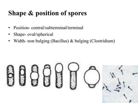 Cell Wall Appendages Pptx