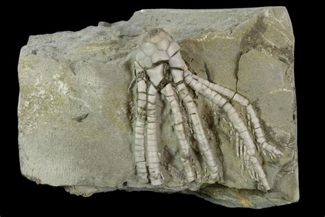 19 Fossil Crinoid Phanocrinus Anna Illinois 118932 For Sale