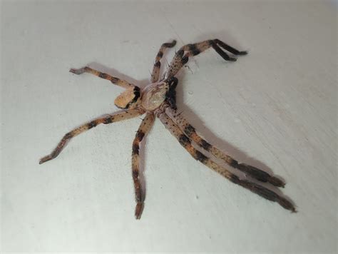 Palystes By Bikash Kumar Sahoo On 11 March 2024