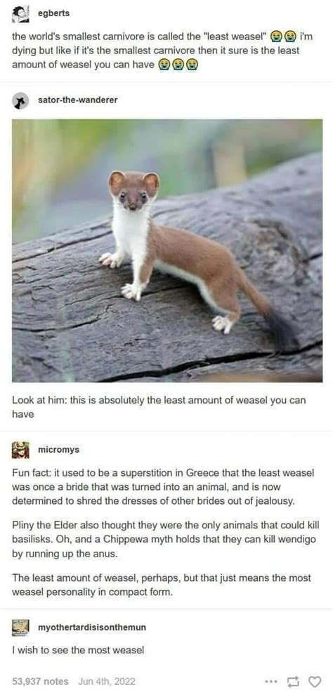 Quite The Weasel Album On Imgur Quite The Weasel Album On Imgur