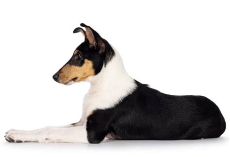 Are Smooth Collies Rare Collie Chatter