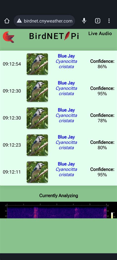 BirdNET Pi Log Looks Like It Is A Day Behind Issue Mcguirepr