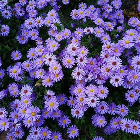 Aster Flower Meaning • Discover The True Meanings Of This Beautiful Flower