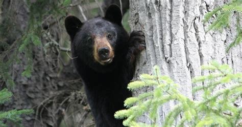 Undercooked Bear Bbq Leaves Three In Hospital With A Gross Infection
