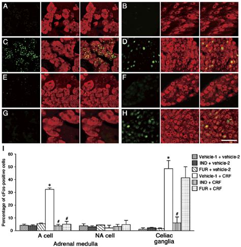 Effects Of Indomethacin And Furegrelate On The Crf Induced Cfos