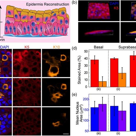 Basal‐to‐suprabasal Transition In Soms A Schematic Image Illustrating