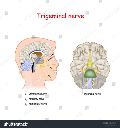 Trigeminal Nerve Head Cross Section And Bottom View Of The Brain