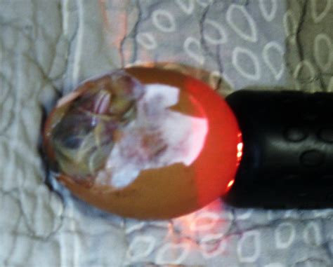 Step By Step Guide To ASSISTED Hatching BackYard Chickens Community