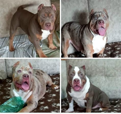 Американские булли шикарные дети с хорошим костяком прикус ножницы хвостики полные без
