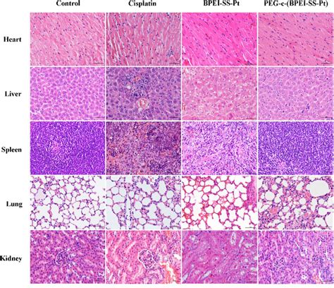 The He Staining Of The Major Organs After Indicated Treatments Of