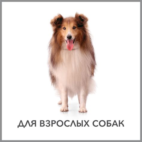 Purina Pro Plan -супер преміум корм для дорослих собак мінімальної ціни ...