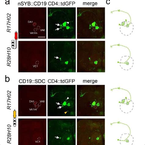 Connections Between Olfactory Receptor Neurons And Antennal Lobe