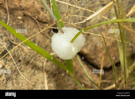 The Excess Moisture That The Spittle Bug Excretes Makes A Protective Foam Known As Cuckoo Spit