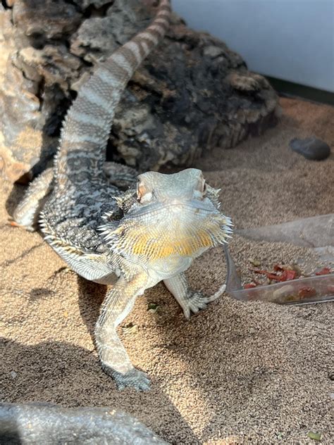 My Models Chai And Mogu 💙🧡 R Beardeddragons