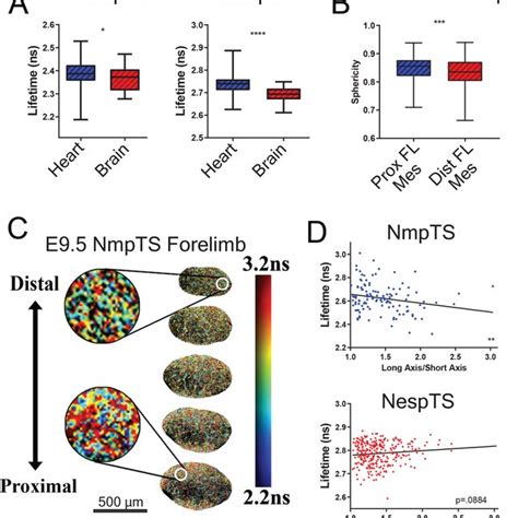 spatial variation of nuclear envelope tensions in the mouse embryo a