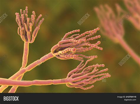 Conidiophore