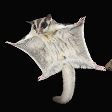 Sugar Gliders Tapping Eucalyptus Trees For Sap Sugar Glider Flying