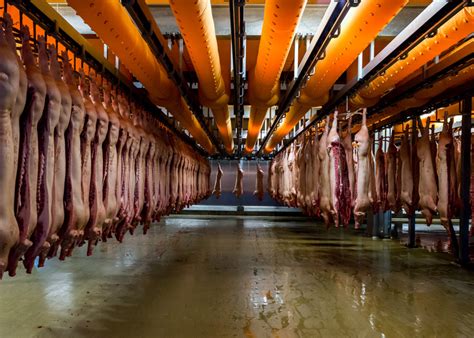 Danish Crown Slaughterhouse Photography By Alastair Philip Wiper
