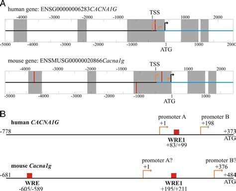 Comparative In Silico Analysis Of The Human And Mouse Cacna1g Promoter Download Scientific