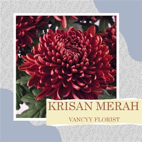 Jual Bunga Krisan Merah Pertangkai Bunga Krisan Potong Bunga Krisan