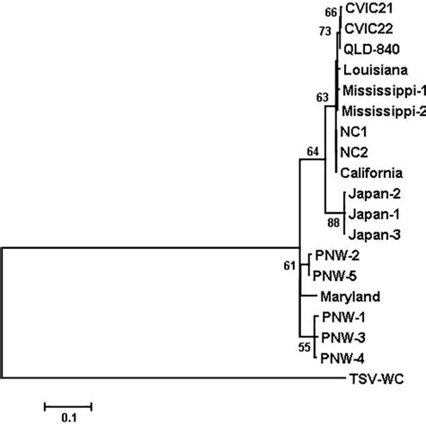 Maximum Likelihood Dendrogram Based On The Kimura 2parameter Model