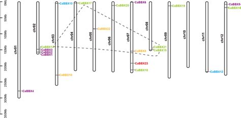 Chromosome Distribution And Segmental Duplication Of Pepper Bbx Genes Download Scientific
