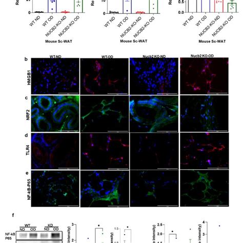 Hmgb1 And Nf Kb Upregulation Following A 12 Week Obesogenic Diet Od Download Scientific