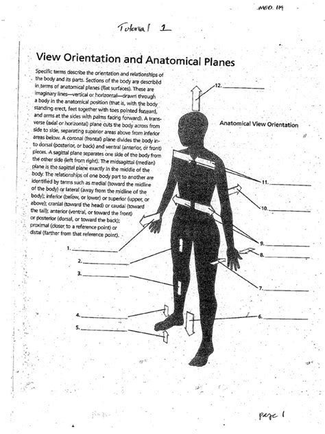 Tutorial 1 Worksheet Orientaion To Anatomy Pdf