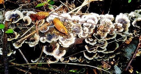 APRENDER A PROGRAMAR CON PYTHON T2 FUNCIONES RECURSIVAS PROBANDO PROBANDO