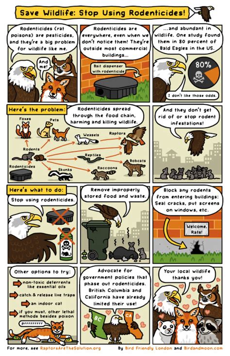 All About Rodenticides Bird Friendly London Tumbex