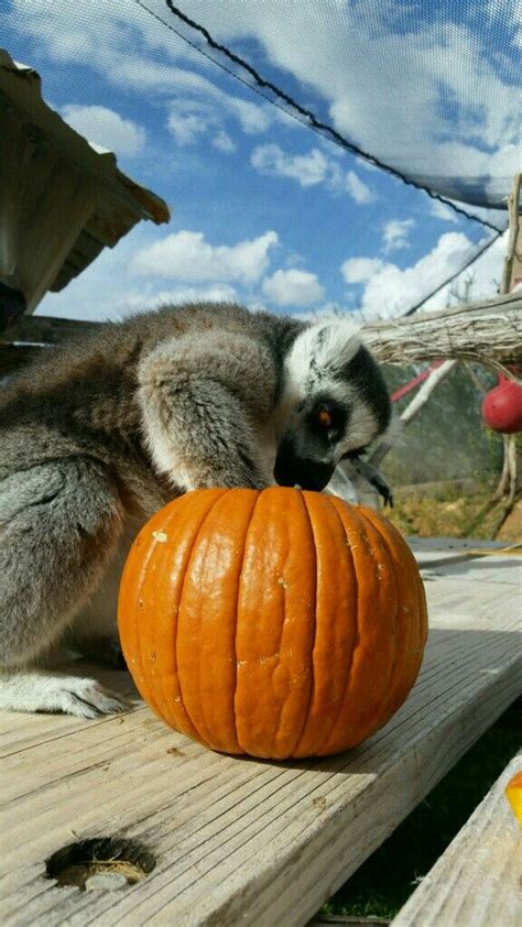Adorable Lemur Sitting On Table