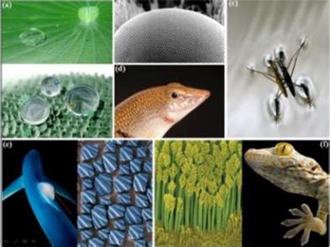 Some Examples Of Hydrophobic And Hydrophilic Structures From Nature